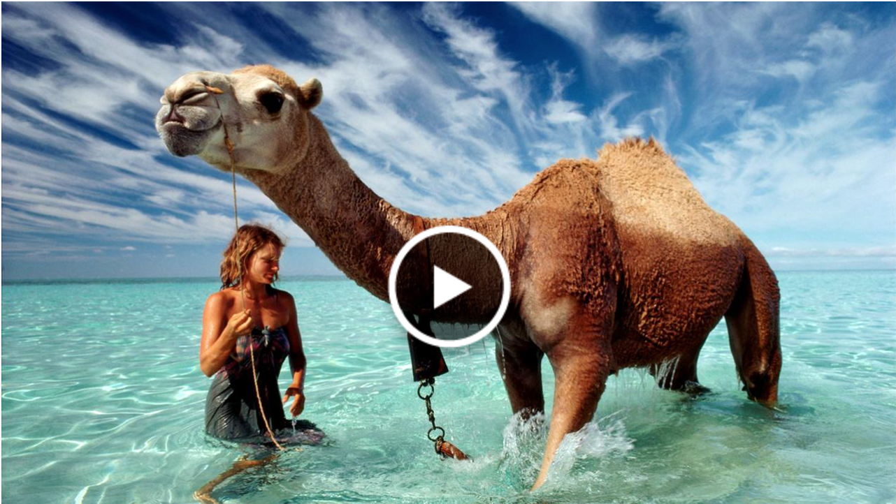 What a girl and her camels reveal about affordably capturing a journey ...